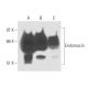 Endomucin Antibody (V.7C7) | SCBT - Santa Cruz Biotechnology