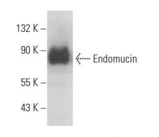 Endomucin Antibody (V.7C7) - Western Blotting - Image 354449