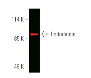 Endomucin Antibody (V.7C7) - Western Blotting - Image 390284