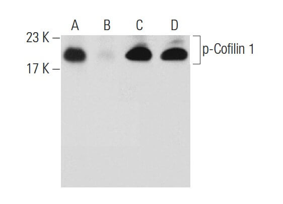 Endothall | CAS 145-73-3 | SCBT - Santa Cruz Biotechnology