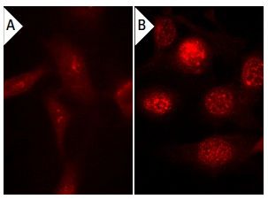 Endothall | CAS 145-73-3 | SCBT - Santa Cruz Biotechnology