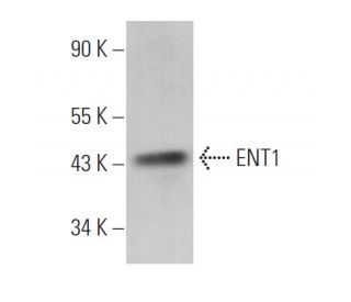 ENT1 Antibody (F-12) - Western Blotting - Image 363451