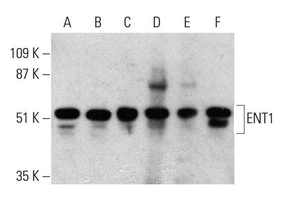 ENT1 Antibody (F-12) | SCBT - Santa Cruz Biotechnology