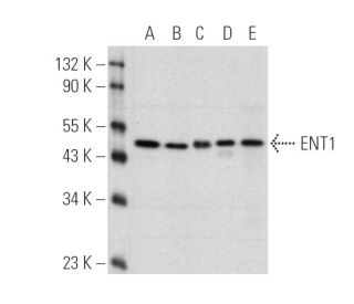 ENT1 Antibody (F-12) - Western Blotting - Image 388809