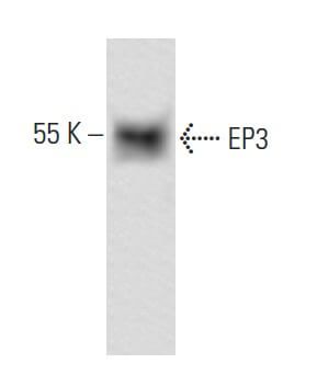 EP3抗体 (5F5) | SCBT - Santa Cruz Biotechnology