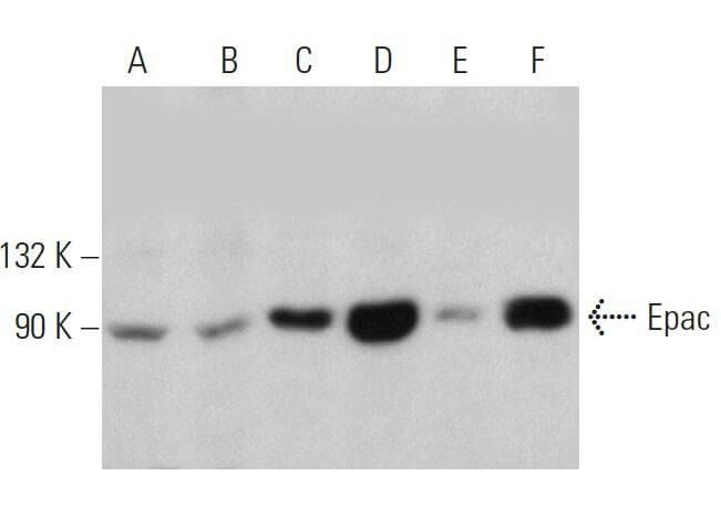 Epac抗体 (A-5) | SCBT - Santa Cruz Biotechnology