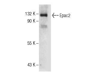 Epac2抗体 (A-7) | SCBT - Santa Cruz Biotechnology