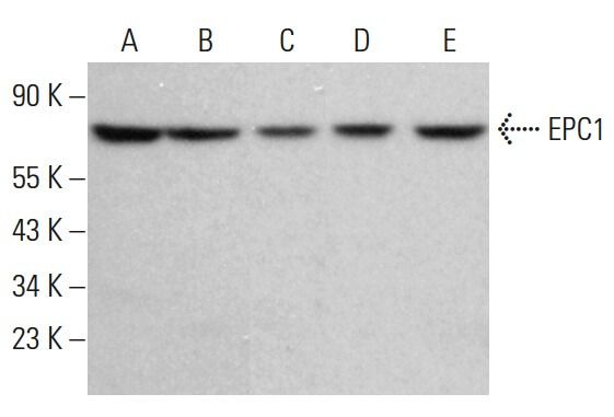 EPC1抗体 (D-6) | SCBT - Santa Cruz Biotechnology