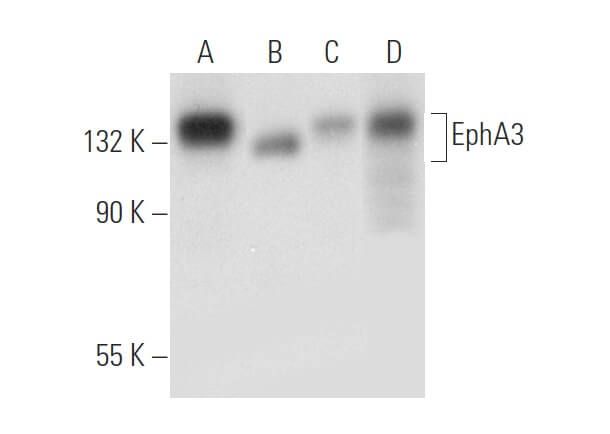 EphA3 Antibody (D-2) | SCBT - Santa Cruz Biotechnology