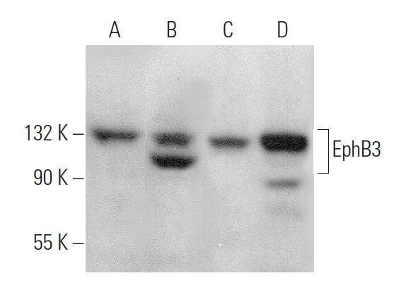 EphB3 Antibody (A-12) | SCBT - Santa Cruz Biotechnology