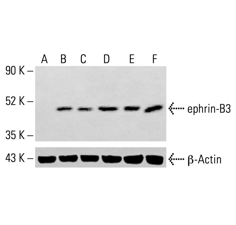 ephrin-B3抗体 (A-7) | SCBT - Santa Cruz Biotechnology