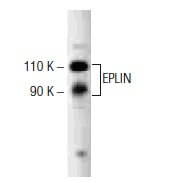 EPLIN Antibody (20) | SCBT - Santa Cruz Biotechnology