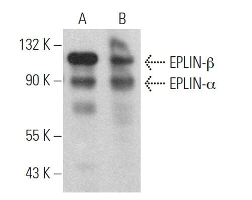 EPLIN Antibody (20) | SCBT - Santa Cruz Biotechnology