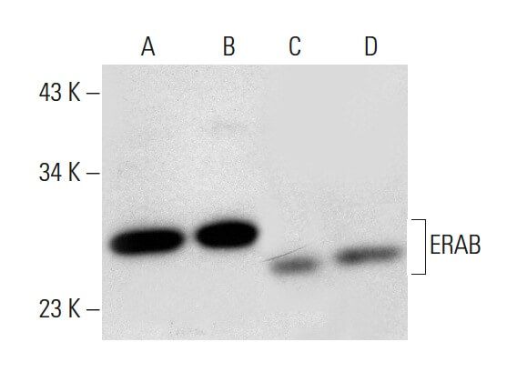 ERAB Antibody (E-10) | SCBT - Santa Cruz Biotechnology