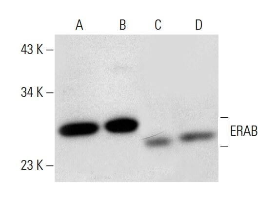 Anti-ERAB Antibody (E-10) | SCBT - Santa Cruz Biotechnology
