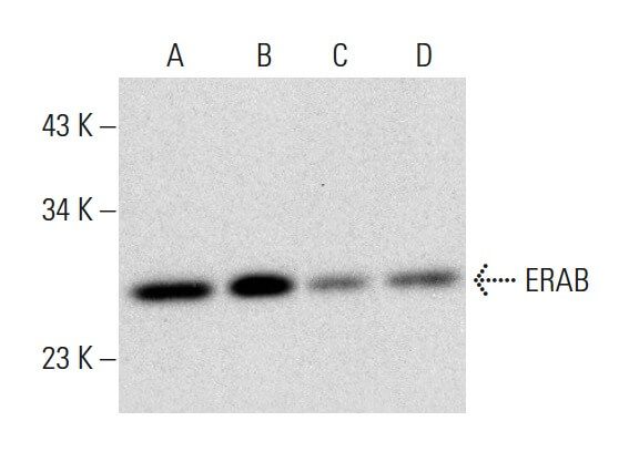 ERAB抗体 (F-1) | SCBT - Santa Cruz Biotechnology