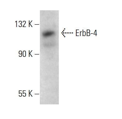 Anti-ErbB4/HER4 Antibody (2Q322) | SCBT - Santa Cruz Biotechnology