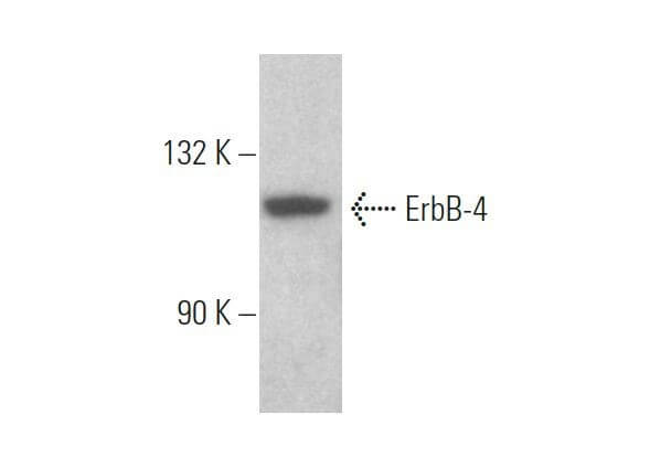 Anti-ErbB4/HER4 Antibody (C-7) | SCBT - Santa Cruz Biotechnology