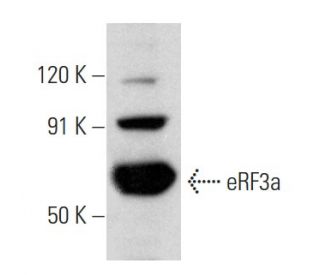 eRF3a/b Antibody (B-8) - Western Blotting - Image 353737