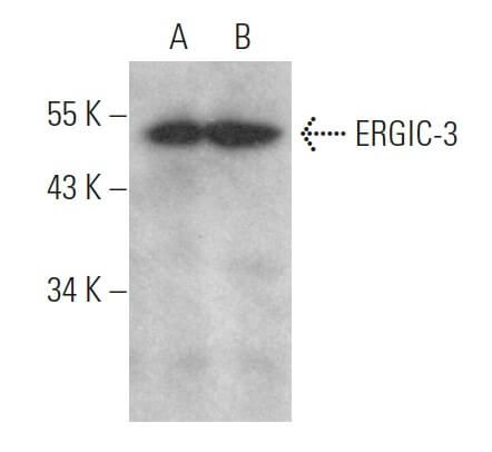 ERGIC-3 Antibody (B-5) | SCBT - Santa Cruz Biotechnology
