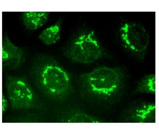 ERGIC-3 Antibody (E-3) | SCBT - Santa Cruz Biotechnology