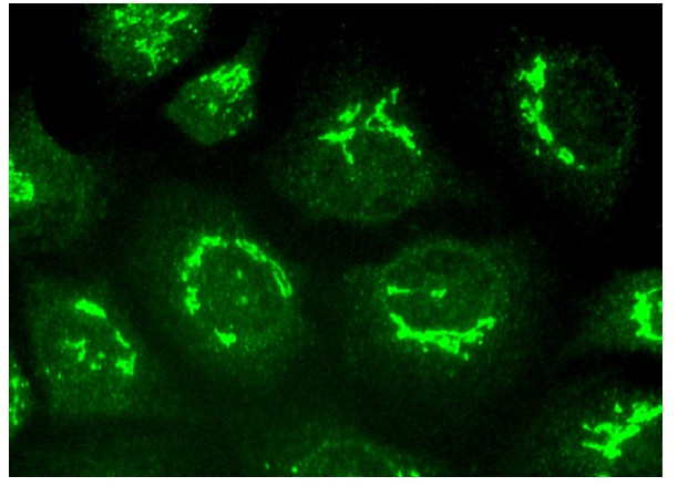 ERGIC-3 Antibody (E-3) | SCBT - Santa Cruz Biotechnology
