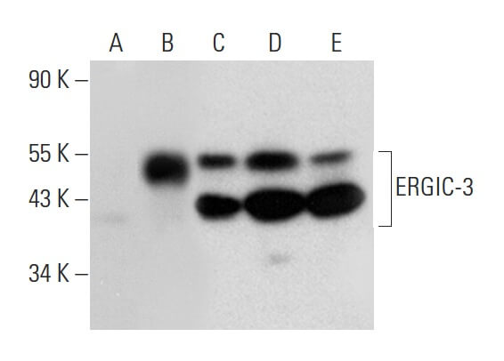ERGIC-3 Antibody (E-3) | SCBT - Santa Cruz Biotechnology