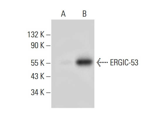 Anti-ERGIC-53 Antibody (B-4) | SCBT - Santa Cruz Biotechnology