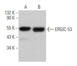 Anti-ERGIC-53 Antibody (B-4) | SCBT - Santa Cruz Biotechnology