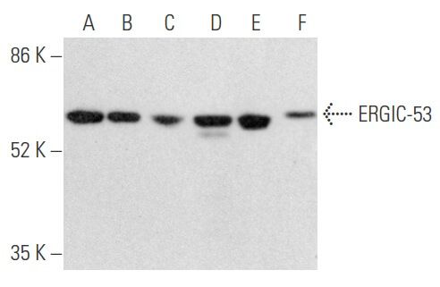 ERGIC-53 Antibody (B-9) | SCBT - Santa Cruz Biotechnology