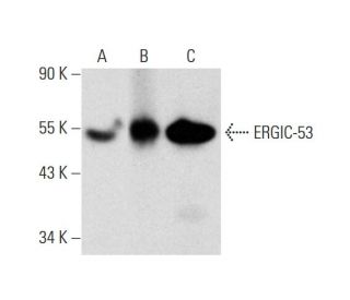 ERGIC-53 Antibody (C-6) - Western Blotting - Image 137774