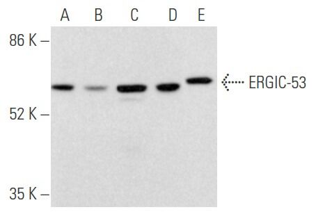 ERGIC-53抗体 (C-6) | SCBT - Santa Cruz Biotechnology