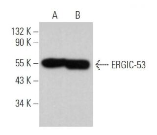ERGIC-53 Antibody (C-6) - Western Blotting - Image 361811