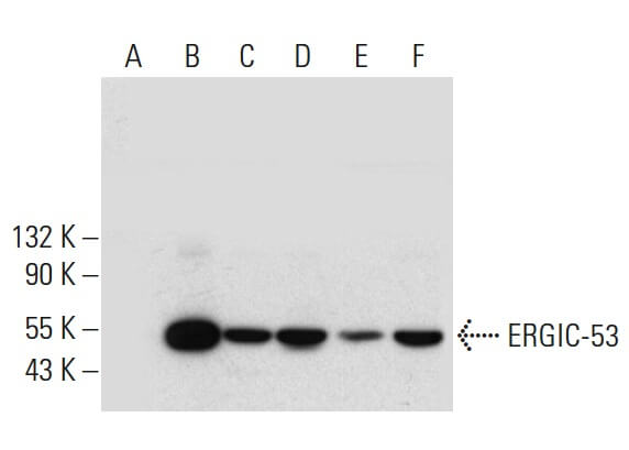 Anti-ERGIC-53 Antibody (F-3) | SCBT - Santa Cruz Biotechnology