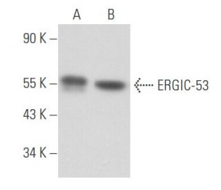 Anti-ERGIC-53 Antibody (F-3) | SCBT - Santa Cruz Biotechnology