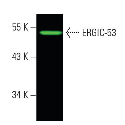 Anti-ERGIC-53 Antibody (F-3) | SCBT - Santa Cruz Biotechnology