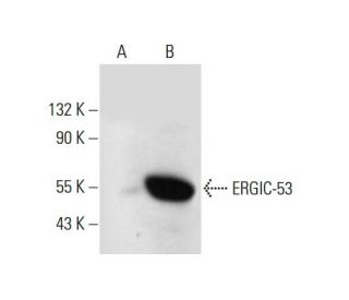 Anti-ERGIC-53 Antibody (G-11) | SCBT - Santa Cruz Biotechnology