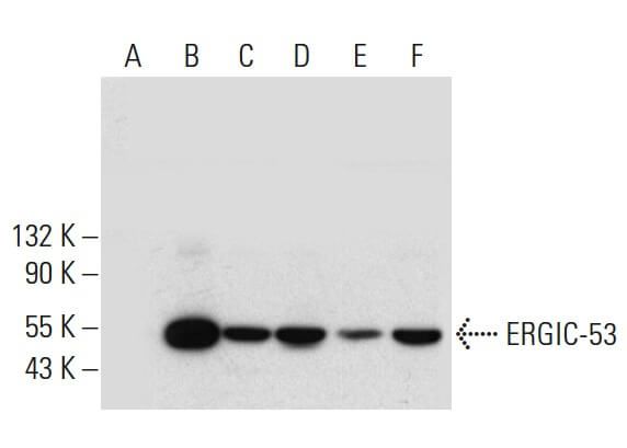 ERGIC-53 Antibody (H-245) | SCBT - Santa Cruz Biotechnology