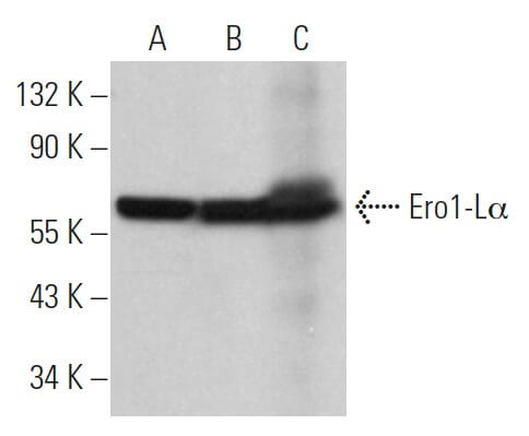 Ero1-Lα Antibody (D-7) | SCBT - Santa Cruz Biotechnology