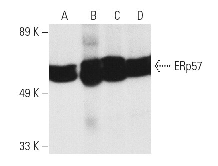 Anti-ERp57 Antibody (MaP.ERp57) | SCBT - Santa Cruz Biotechnology