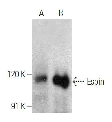Espin Antibody (E-1) | SCBT - Santa Cruz Biotechnology