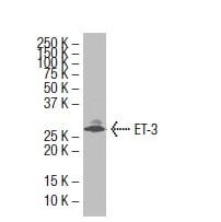 Endothelin-3/EDN3/ET-3 Antibody (5E8) | SCBT - Santa Cruz Biotechnology
