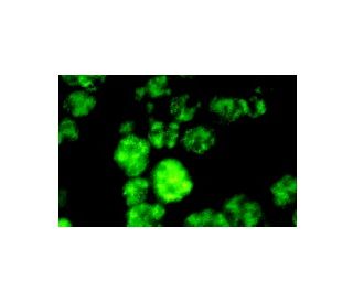 EWS Antibody (G-5) - Immunofluorescence - Image 7739
