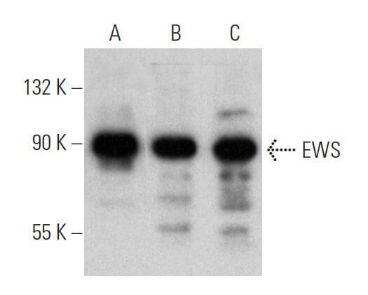 EWS Antibody (G-5) | SCBT - Santa Cruz Biotechnology