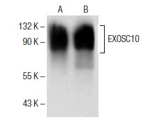 EXOSC10 Antibody (B-8) | SCBT - Santa Cruz Biotechnology