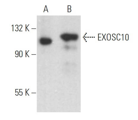 EXOSC10 Antibody (B-8) | SCBT - Santa Cruz Biotechnology