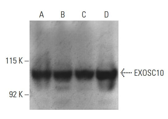 EXOSC10 Antibody (B-8) | SCBT - Santa Cruz Biotechnology