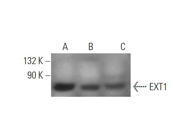 EXT1 Antibody (A-7) | SCBT - Santa Cruz Biotechnology