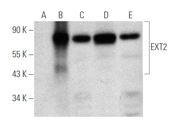 EXT2 Antibody (A-2) | SCBT - Santa Cruz Biotechnology