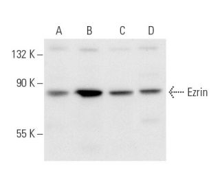 Anti-Ezrin Antibody (4A5) | SCBT - Santa Cruz Biotechnology